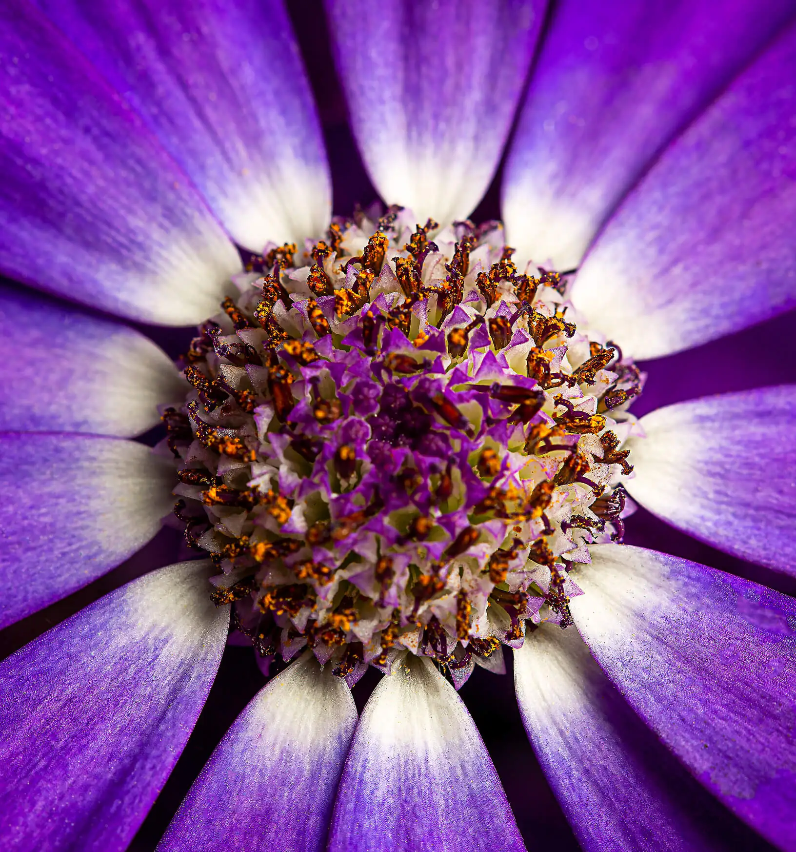 About us - Give Back Beauty